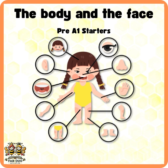 Printable Flashcards: The Body and The Face Vocabulary for PRE-A1 ...